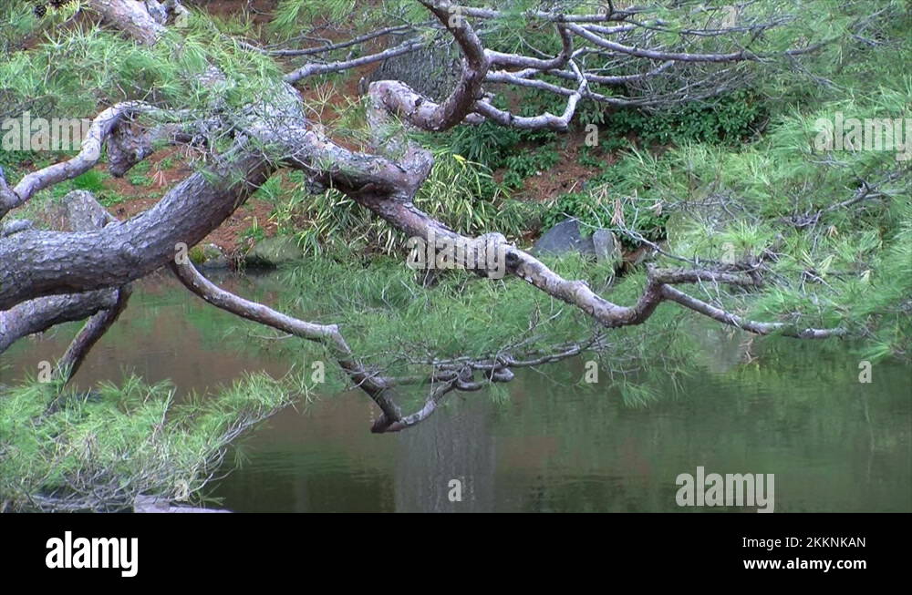 Niwaki tree Stock Videos & Footage - HD and 4K Video Clips - Alamy