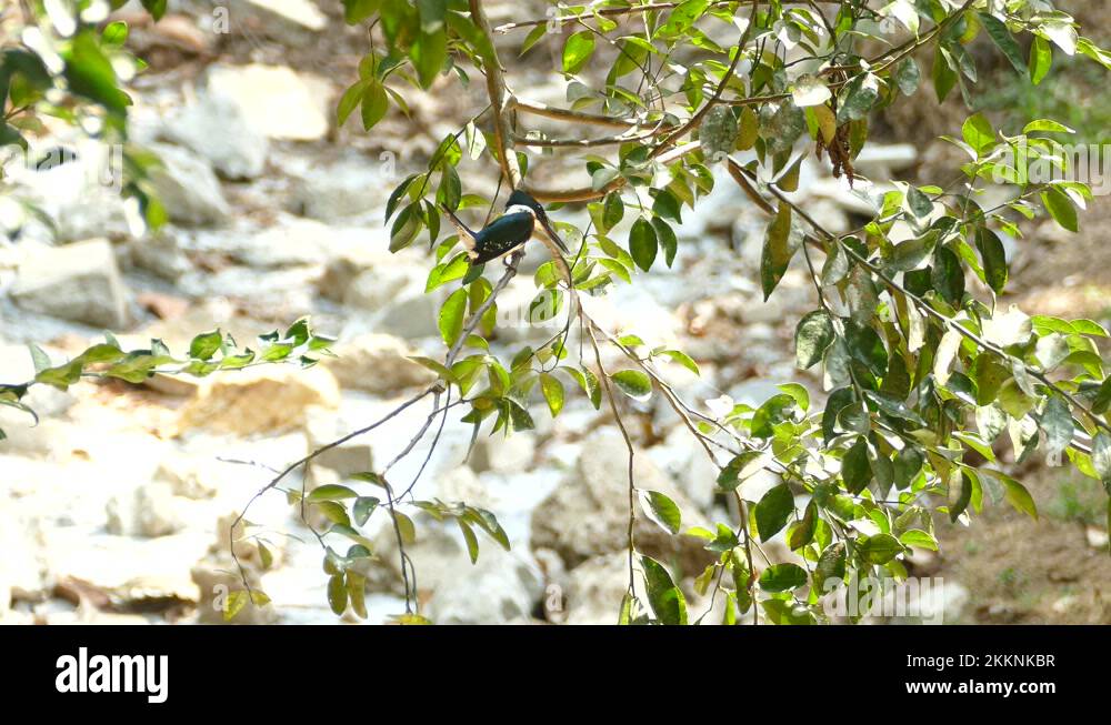 Bird long beak Stock Videos & Footage - HD and 4K Video Clips - Alamy