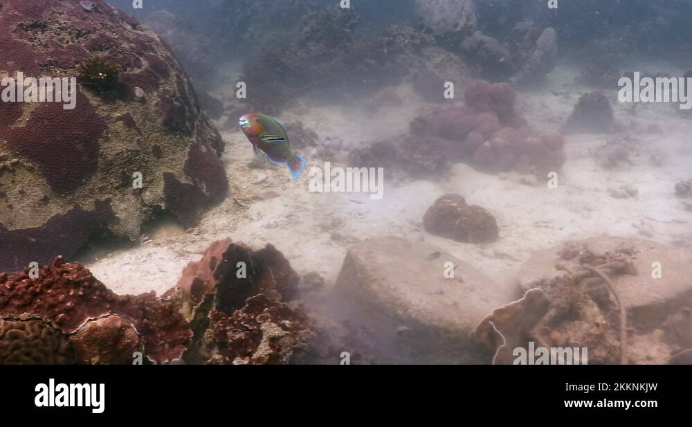 Parrot fish stopping by for wrasse cleaning and left, steady 4K footage ...