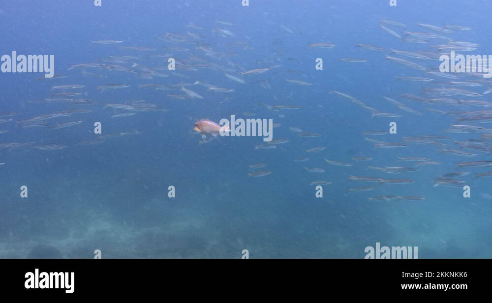Group of yellow-tail barracuda swim against current in blue water ...