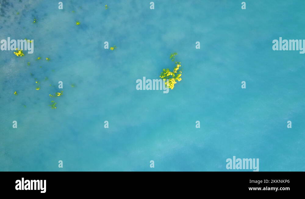 Dispersed Group of Mangrove Trees at Australian Beach, Aerial Zoom Out ...