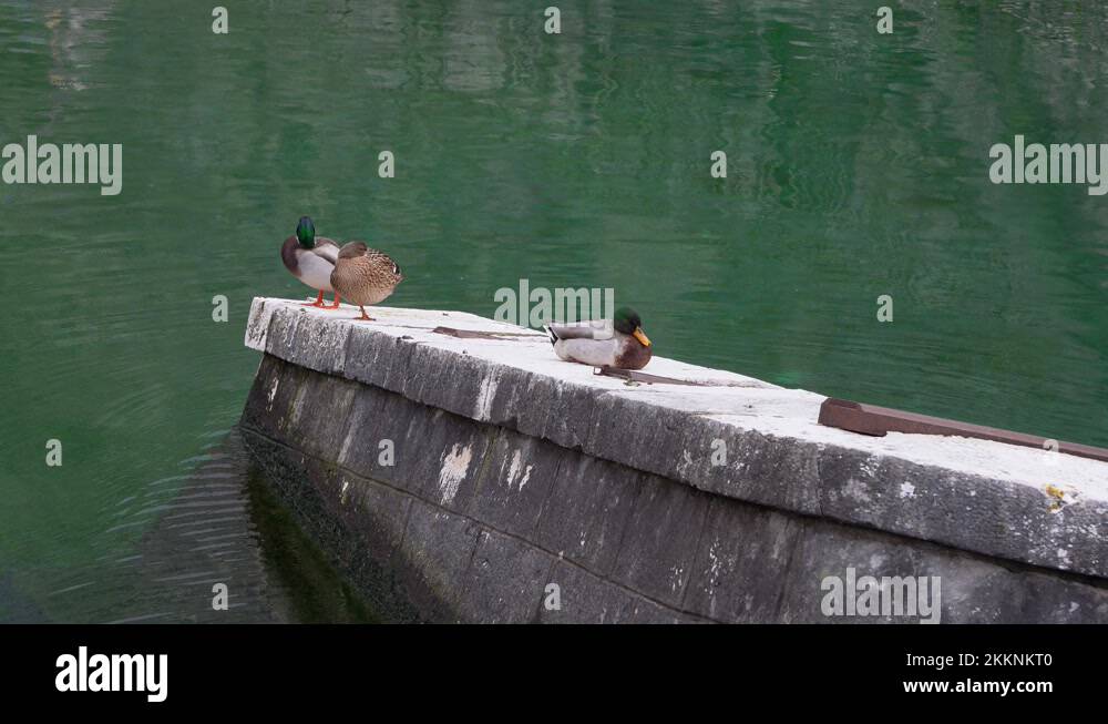 Natural stone parapet Stock Videos & Footage - HD and 4K Video Clips - Alamy
