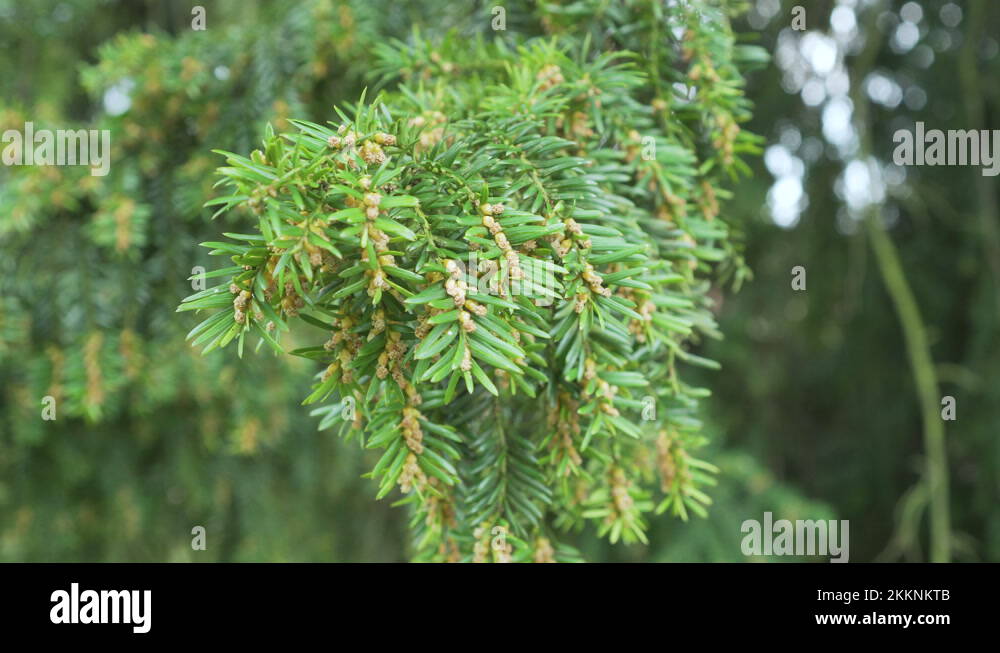 Young juniper tree Stock Videos & Footage - HD and 4K Video Clips - Alamy