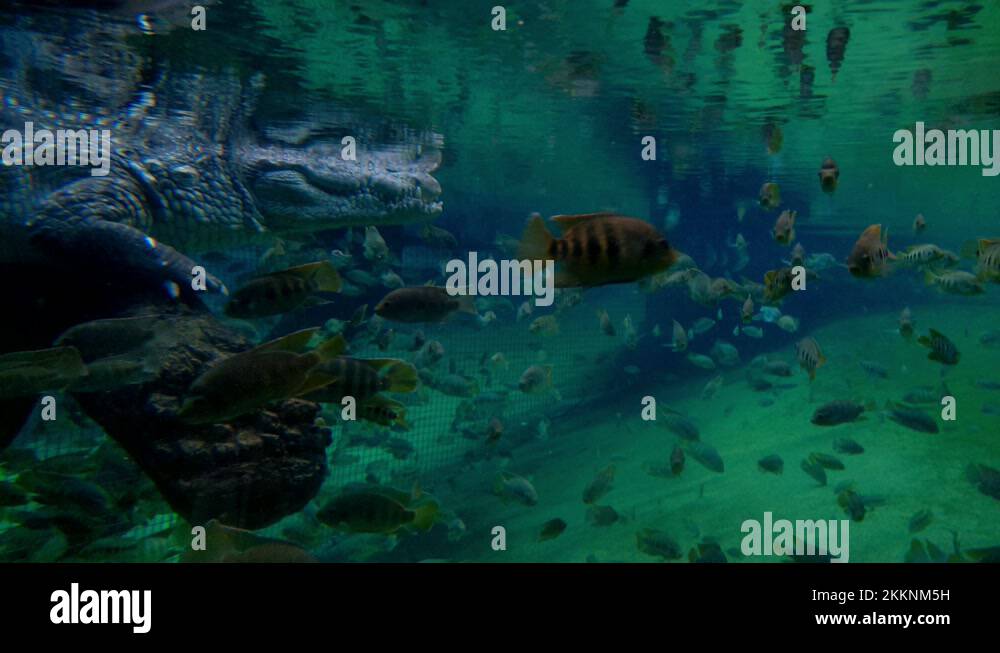 Indian ocean crocodile fish Stock Videos & Footage - HD and 4K Video ...