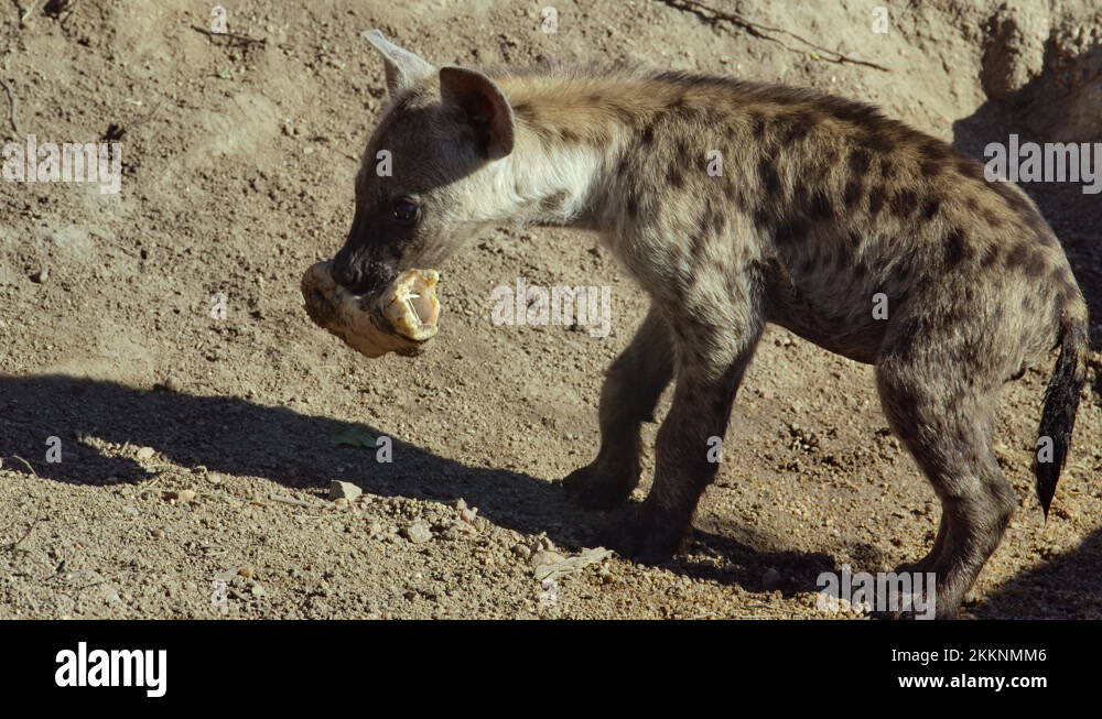 Big hyena Stock Videos & Footage - HD and 4K Video Clips - Alamy