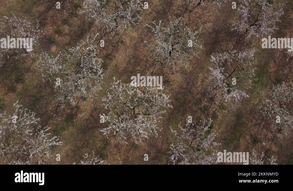 Almond treesrelaxingview Stock Videos & Footage - HD and 4K Video Clips ...