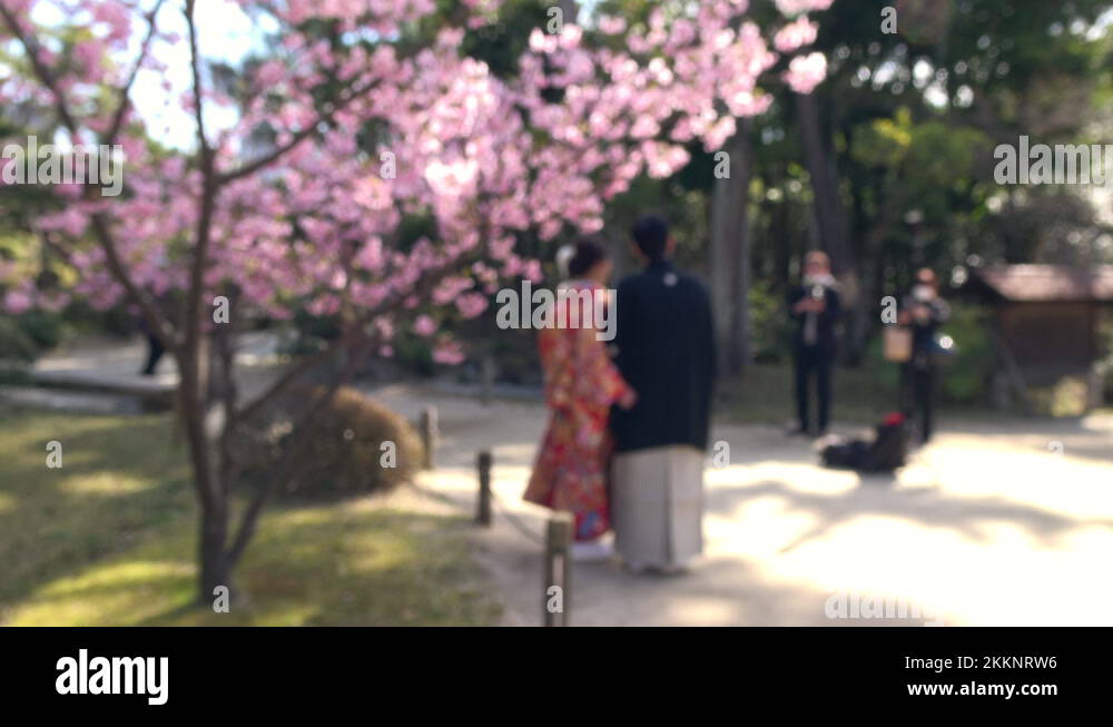 Blurred of Japanese pre wedding photo shoot couple in kimono by sakura ...