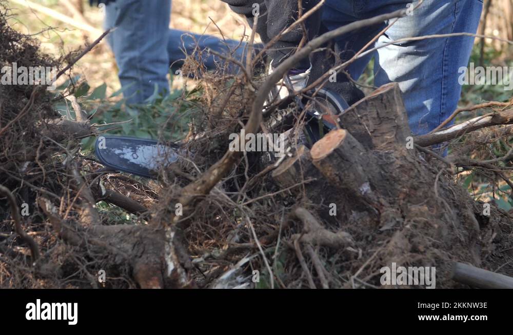 Man cutting with chainsaw a invasive acacia tree on a voluntarie work ...