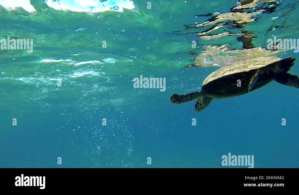 Hawksbill sea turtle swimming in Indian ocean at Coco Islands in ...