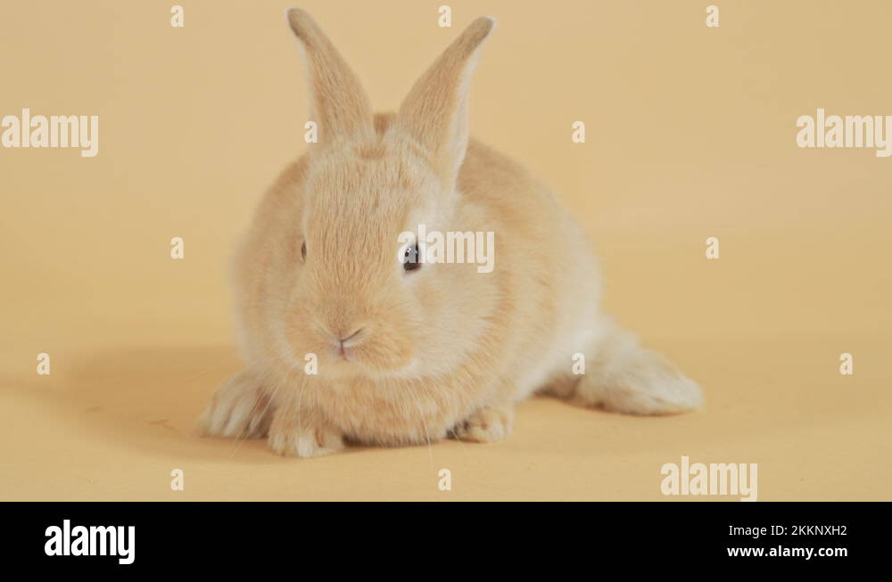 Single ginger Baby Bunny Rabbit wiggling its nose on a backdrop - Close ...