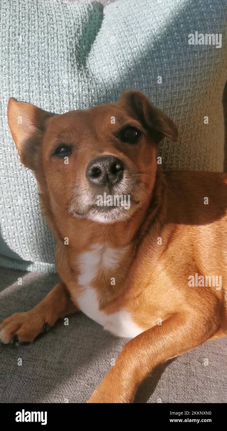 Looking after dog Stock Videos & Footage - HD and 4K Video Clips - Alamy