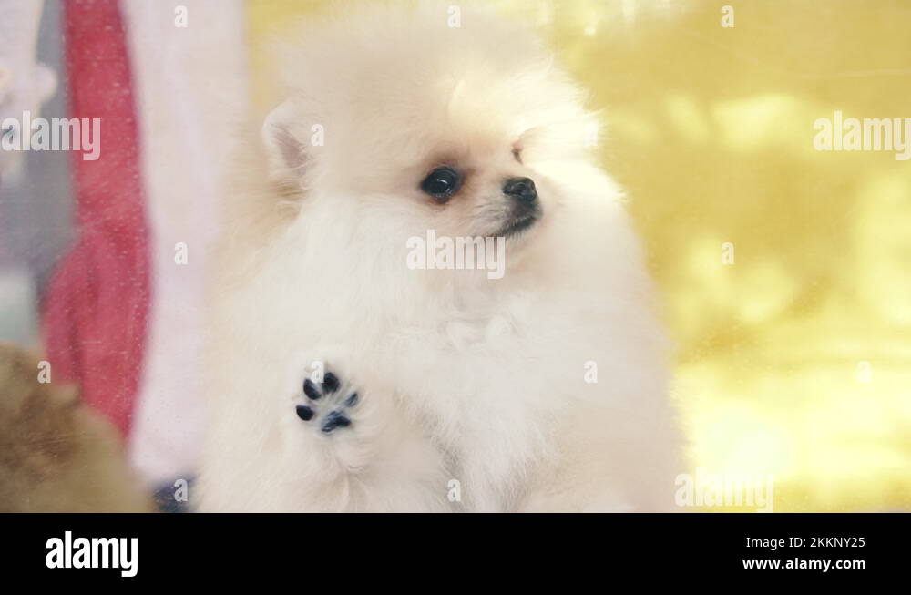 Puppy legs Stock Videos & Footage - HD and 4K Video Clips - Alamy