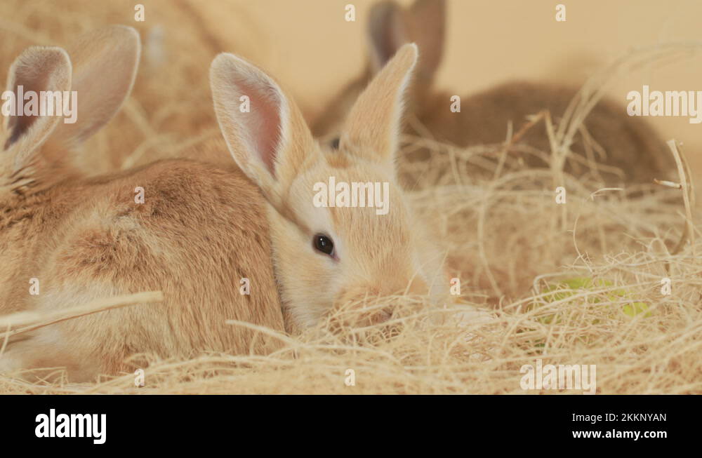 Nest and litter Stock Videos & Footage - HD and 4K Video Clips - Alamy