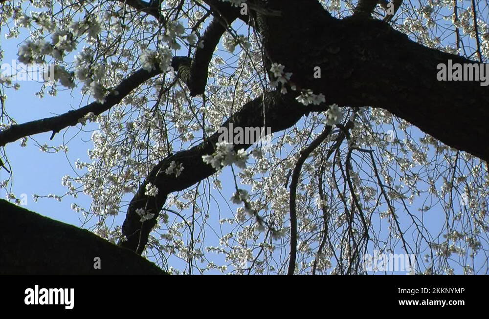 Trunk and limbs of ornamental weeping cherry tree (Prunus pendula ...