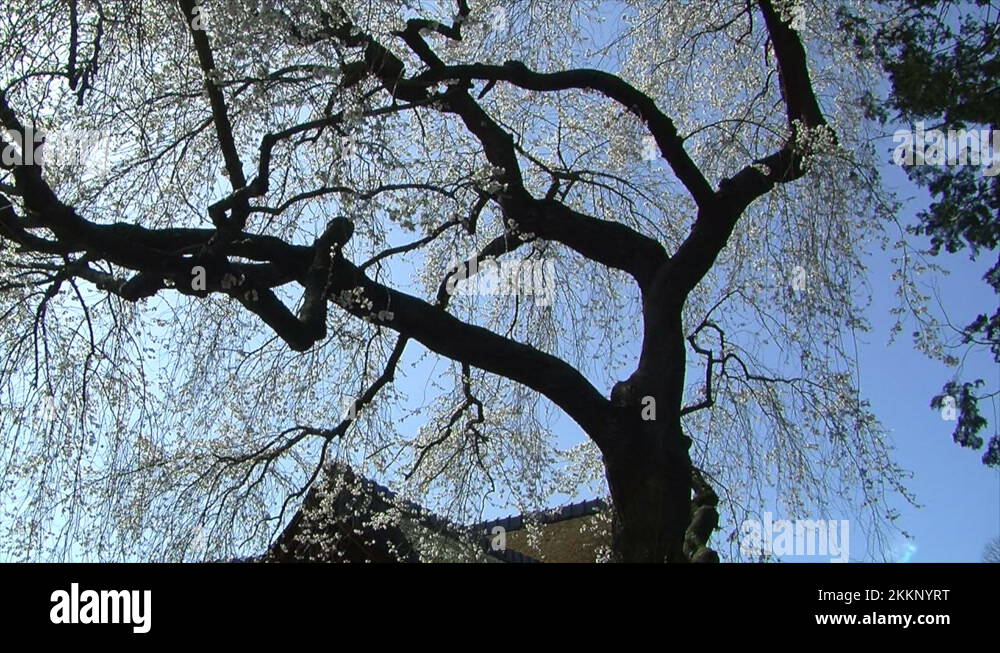 Ornamental weeping cherry tree (Prunus pendula), covered in blossoms ...