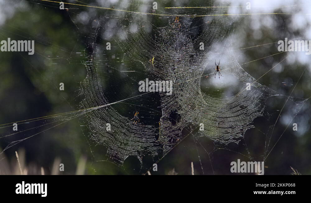 African spiders Stock Videos & Footage - HD and 4K Video Clips - Alamy