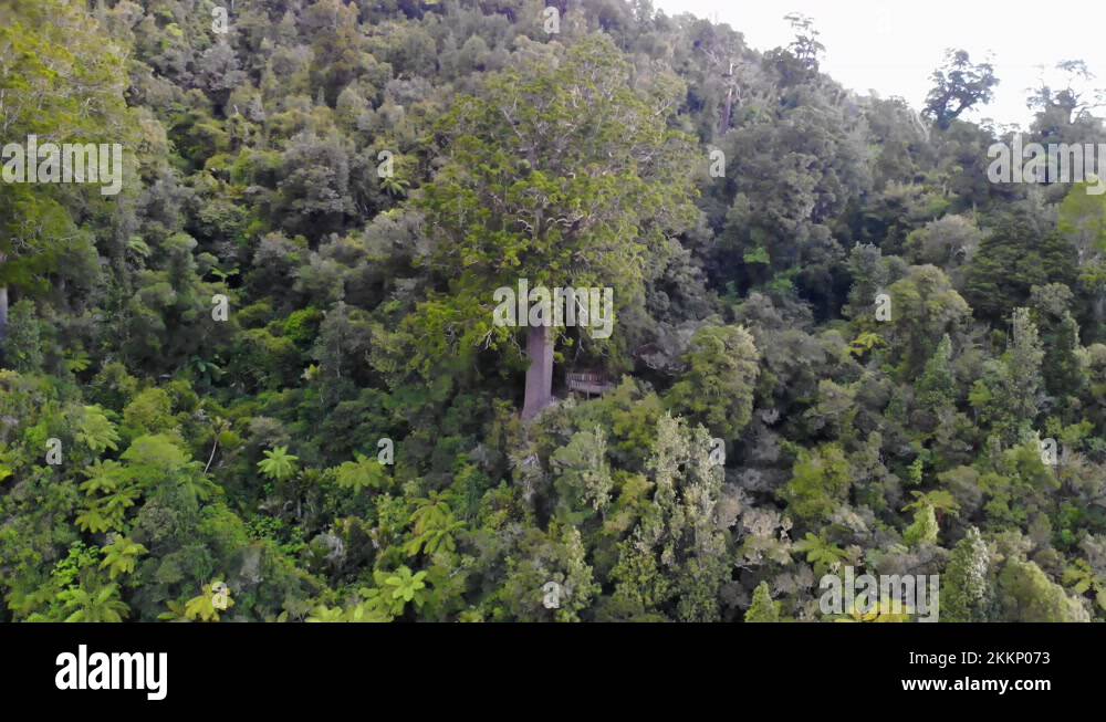 drone circling around a square kauri tree, slowly, coromandel, New ...
