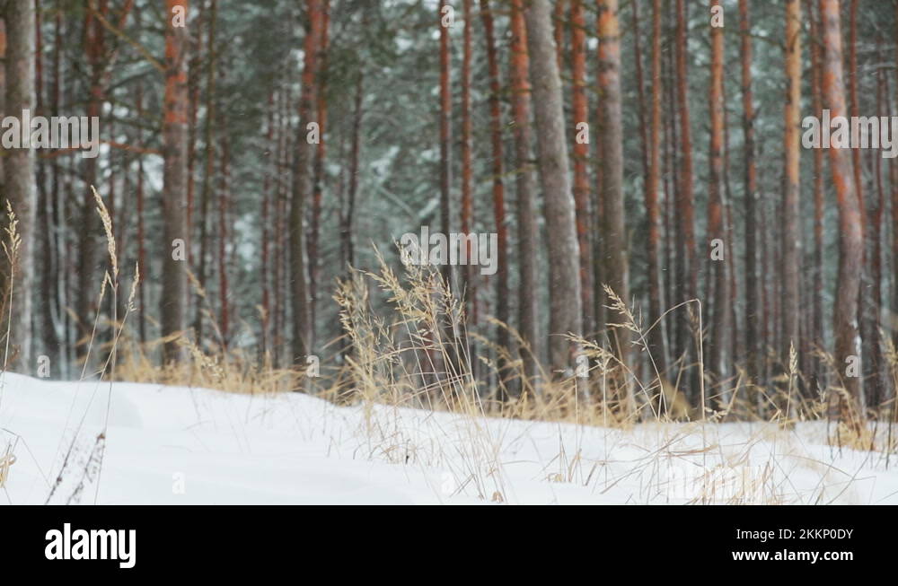 Beautiful Snowy Forest In Winter Frosty Windy Day. Snowing In Winter ...