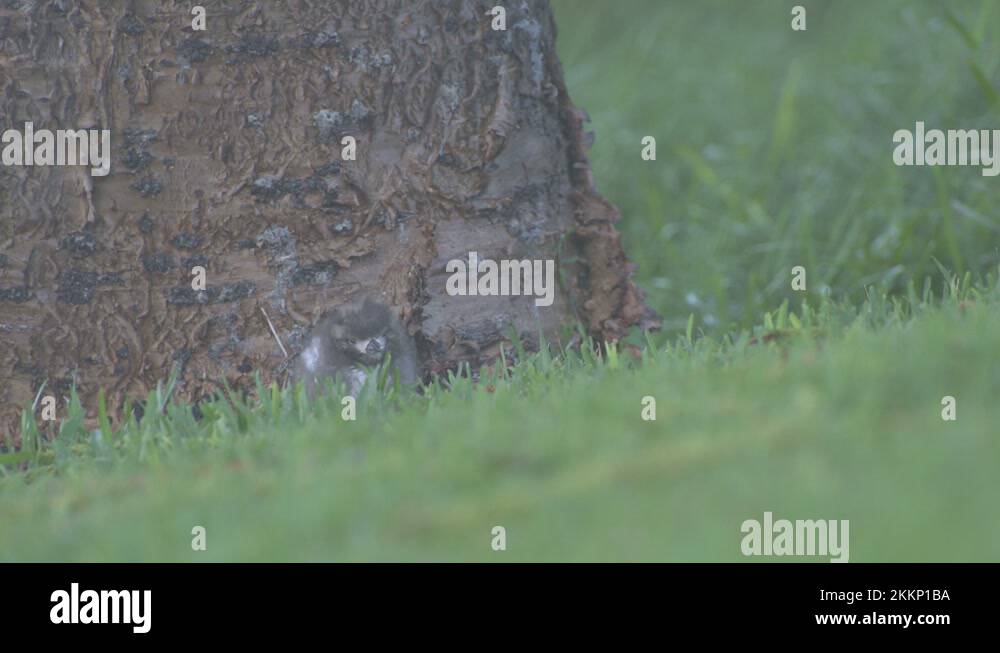 At the base of a pine Stock Videos & Footage - HD and 4K Video Clips ...