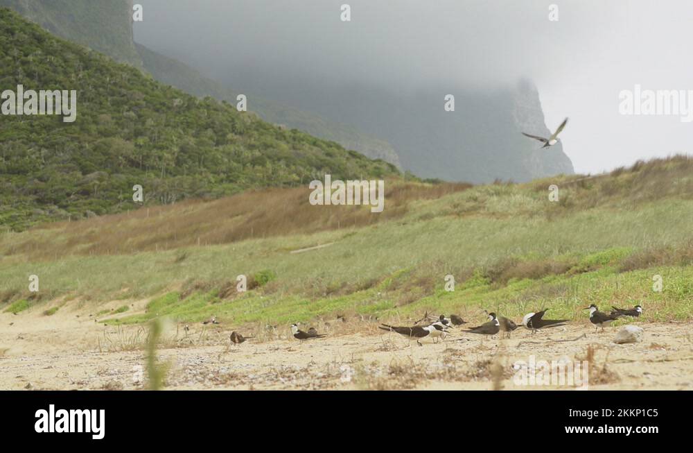 Sooty terns nesting in Stock Videos & Footage - HD and 4K Video Clips ...
