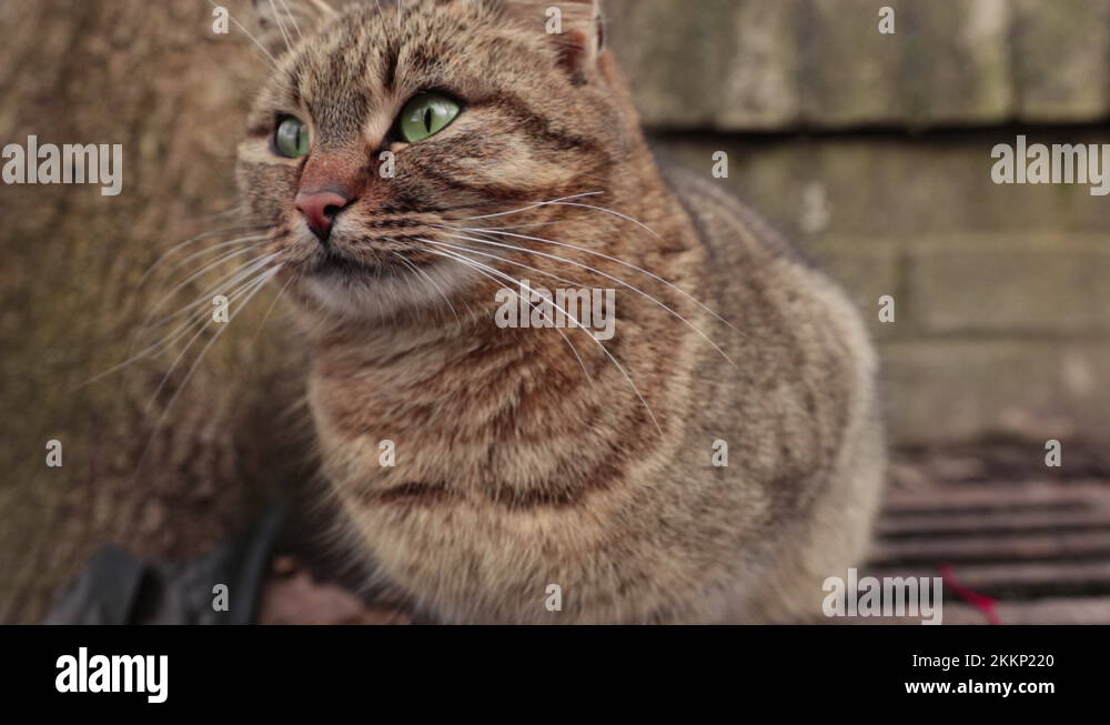 Cat reaction Stock Videos & Footage - HD and 4K Video Clips - Alamy
