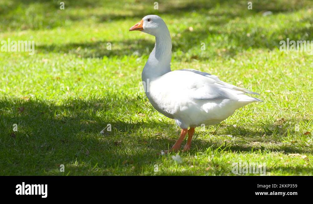 Duck standing up Stock Videos & Footage - HD and 4K Video Clips - Alamy