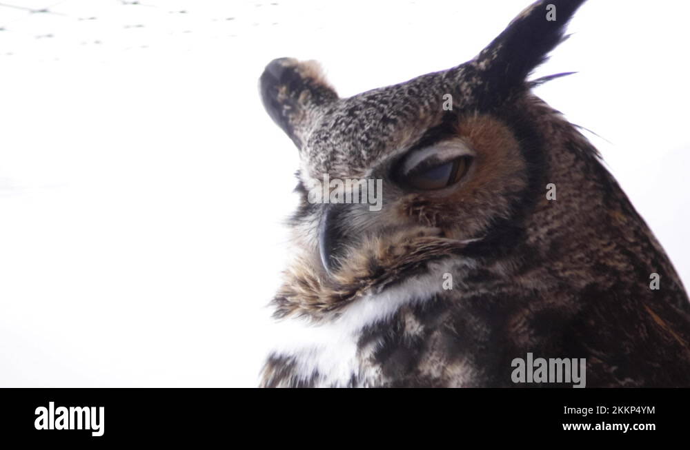 Blinking owl Stock Videos & Footage - HD and 4K Video Clips - Alamy