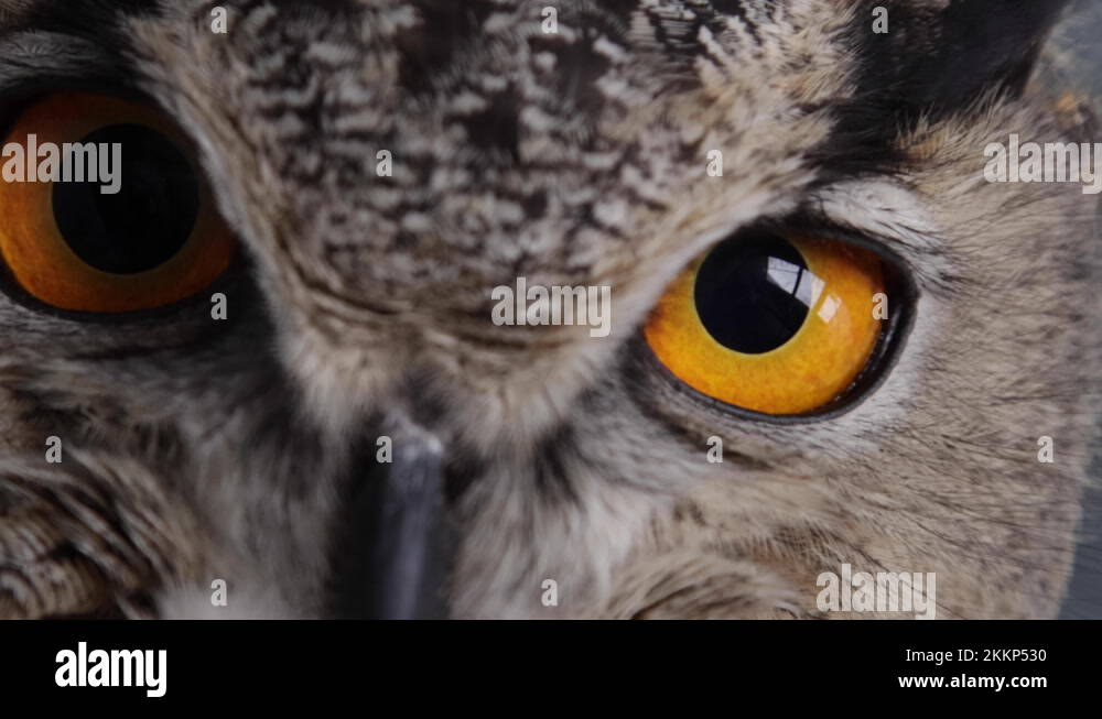 Eyeball eagle Stock Videos & Footage - HD and 4K Video Clips - Alamy