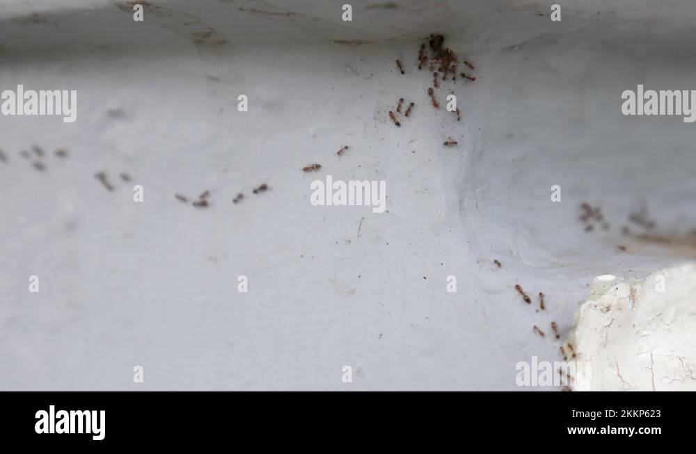 Ant in a row Stock Videos & Footage - HD and 4K Video Clips - Alamy
