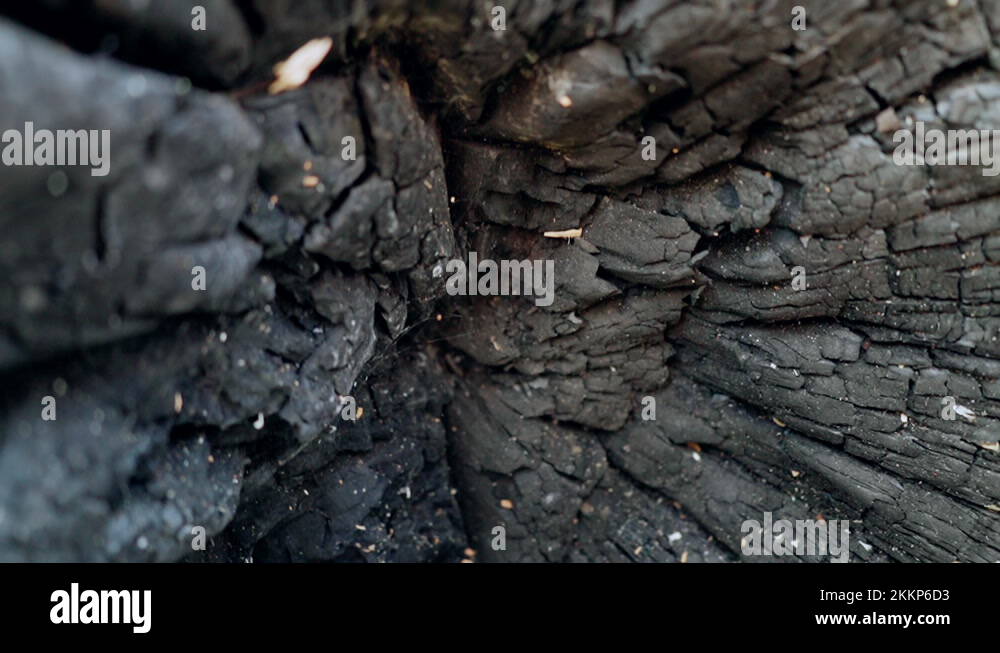 Tree fire scar Stock Videos & Footage - HD and 4K Video Clips - Alamy