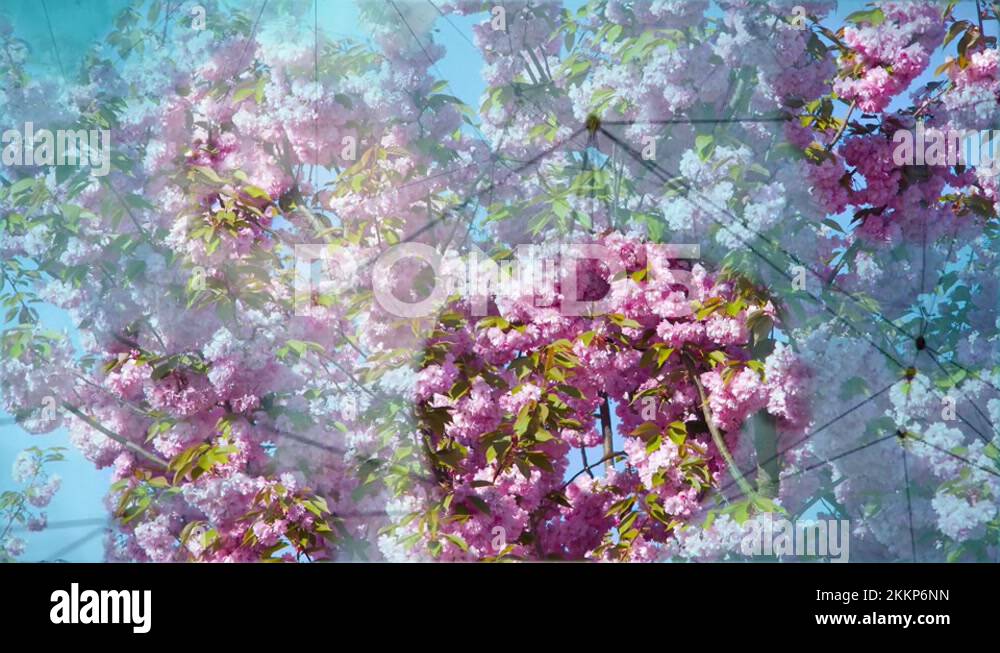 Botany flora natural nature Stock Videos & Footage - HD and 4K Video ...