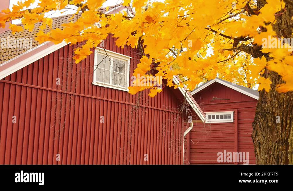 Falling red maple tree leaves Stock Videos & Footage - HD and 4K Video ...