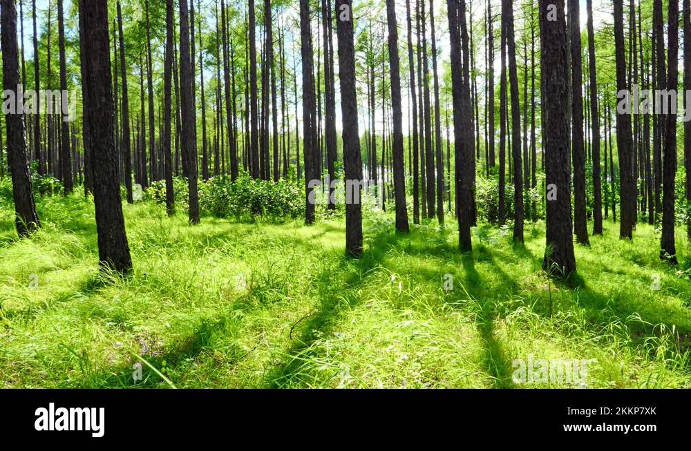 Sunlight in woods in spring Stock Videos & Footage - HD and 4K Video ...