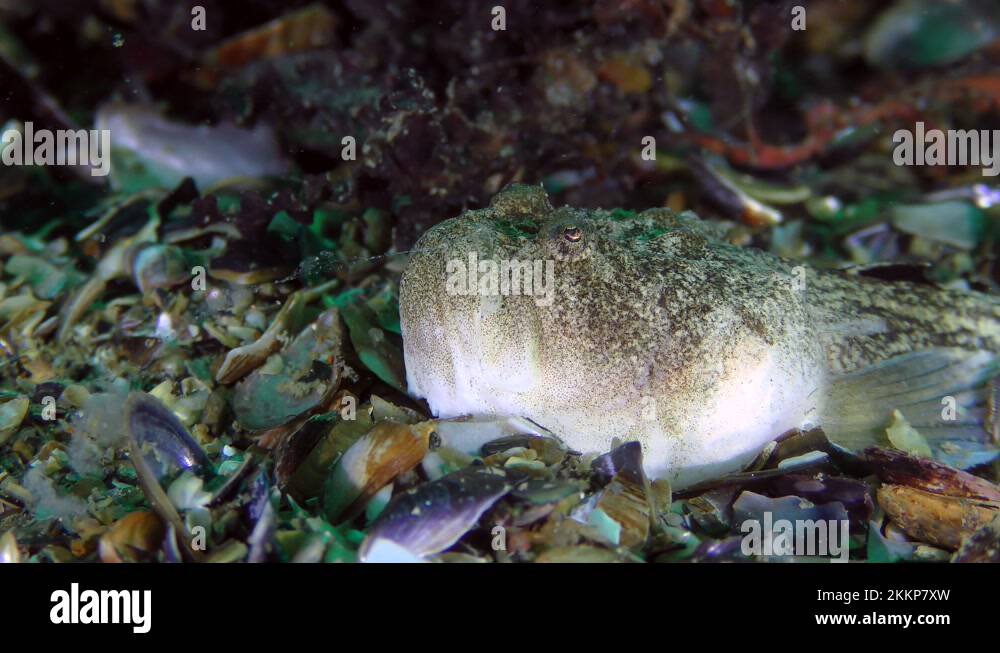 Lures for predators Stock Videos & Footage - HD and 4K Video Clips - Alamy