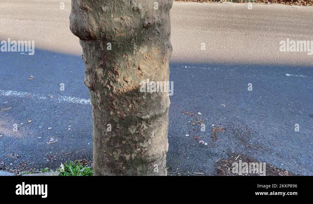 Sycamore tree trunk Stock Videos & Footage - HD and 4K Video Clips - Alamy