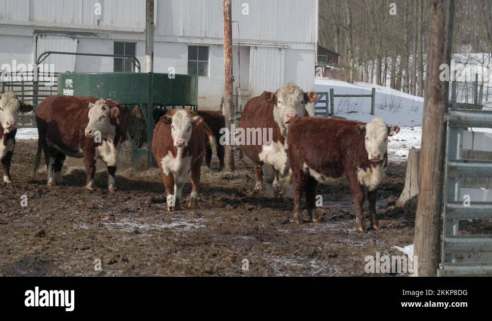 Herd of cows in a barnyard on a farm in Pennsylvania. Beef cattle at a ...