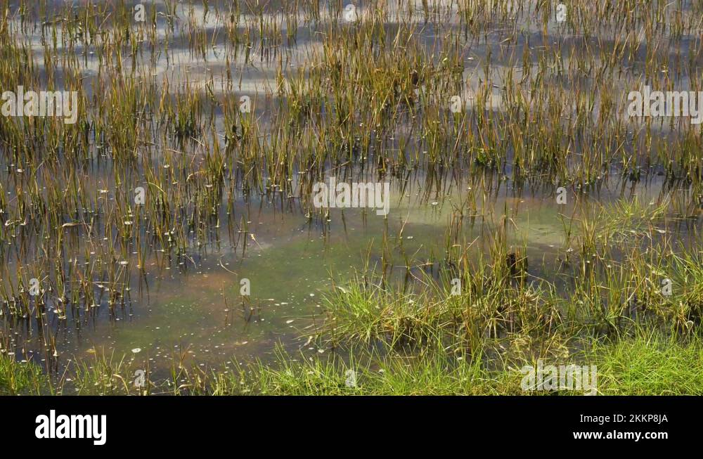 Water submerged plants Stock Videos & Footage - HD and 4K Video Clips ...