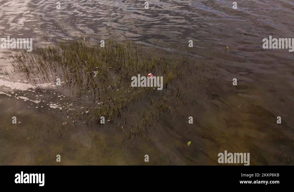 Submerged aquatic plants Stock Videos & Footage - HD and 4K Video Clips ...