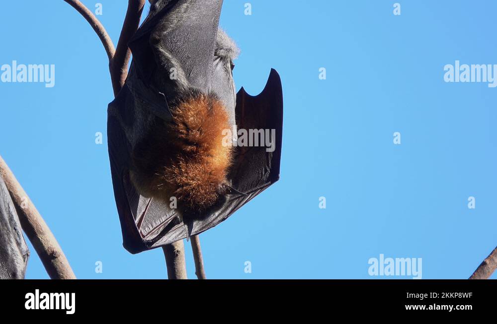 Animals nurturing Stock Videos & Footage - HD and 4K Video Clips - Alamy