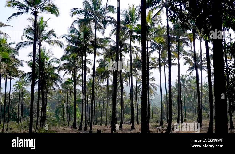 Palm Tree Field In Cotigao Wildlife Sanctuary, South Goa, India - tilt ...