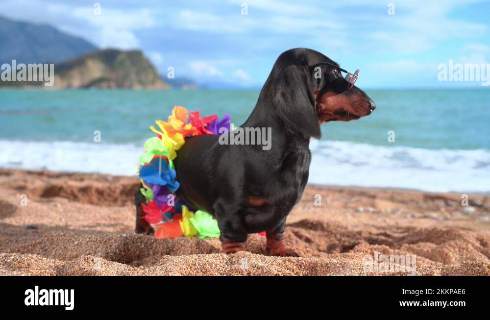 Dachshund hot dog Stock Videos & Footage - HD and 4K Video Clips - Alamy