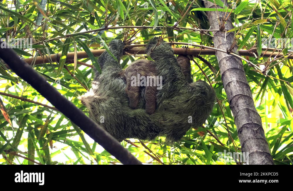 Claw toed Stock Videos & Footage - HD and 4K Video Clips - Alamy