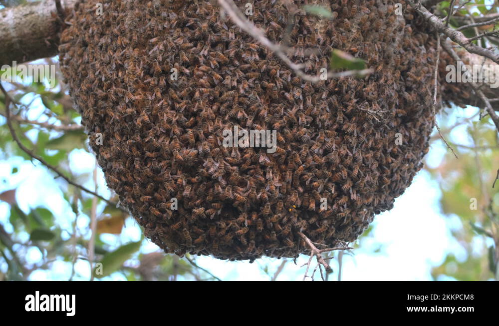 Tree branch beehive Stock Videos & Footage - HD and 4K Video Clips - Alamy