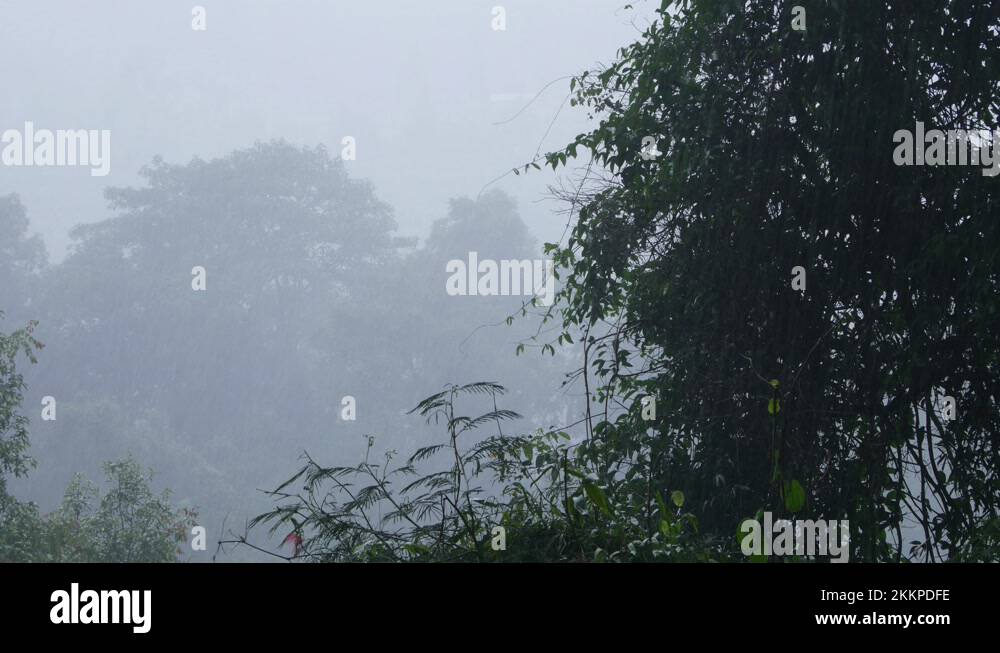 Tropical rain forest Stock Videos & Footage - HD and 4K Video Clips - Alamy