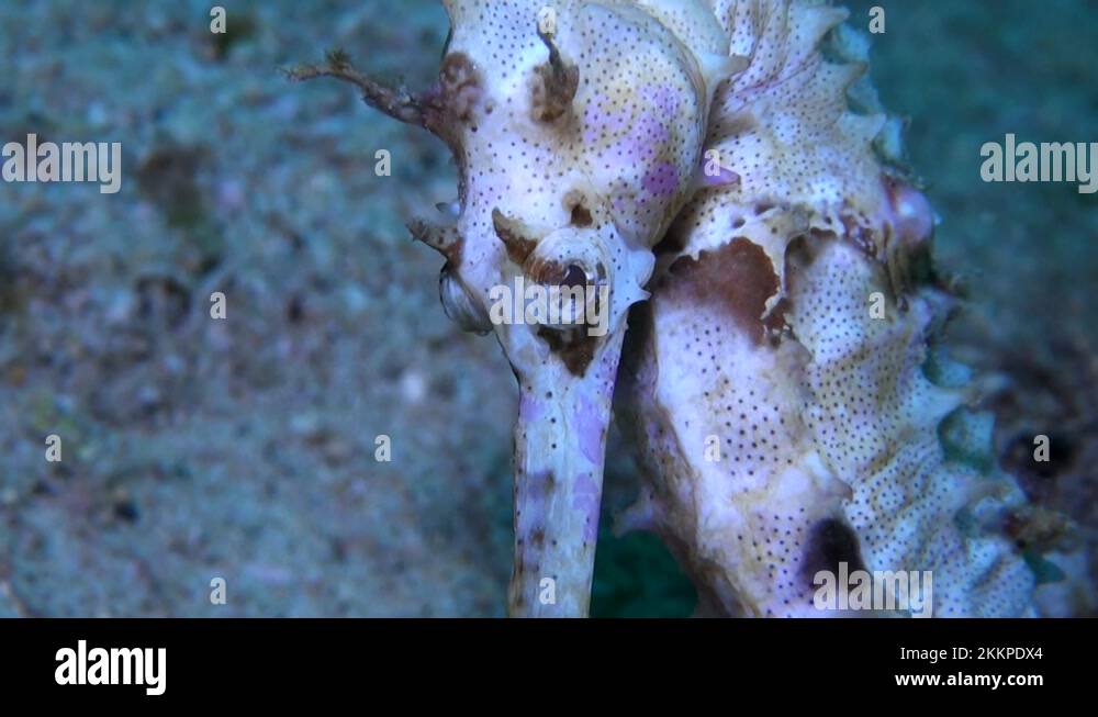 Seahorse face Stock Videos & Footage - HD and 4K Video Clips - Alamy