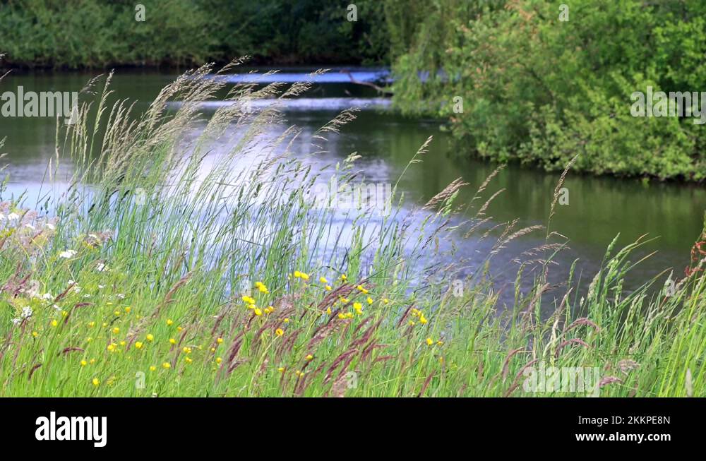 Grasses in the river Stock Videos & Footage - HD and 4K Video Clips - Alamy