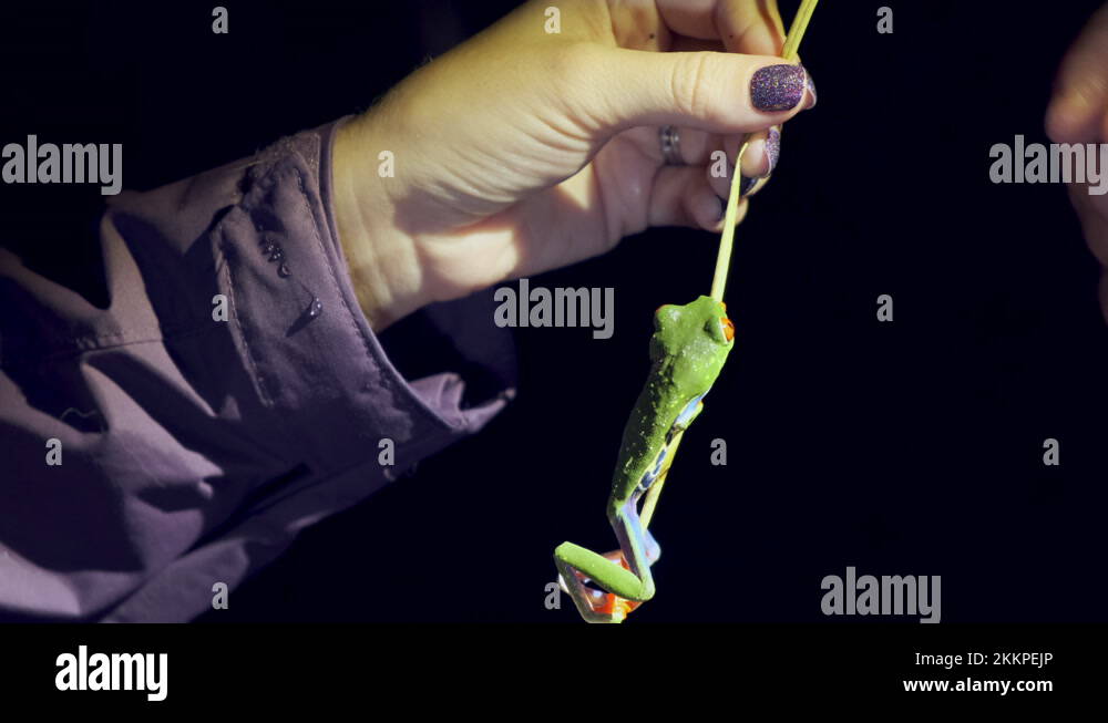 Tree climbing frog Stock Videos & Footage - HD and 4K Video Clips - Alamy