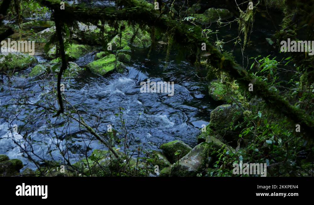 Lush Jungle Foliage and River in New Zealand's Kahurangi National Park ...