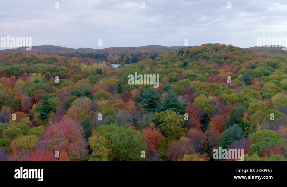 Drone following a colourful tree line Stock Video Footage - Alamy