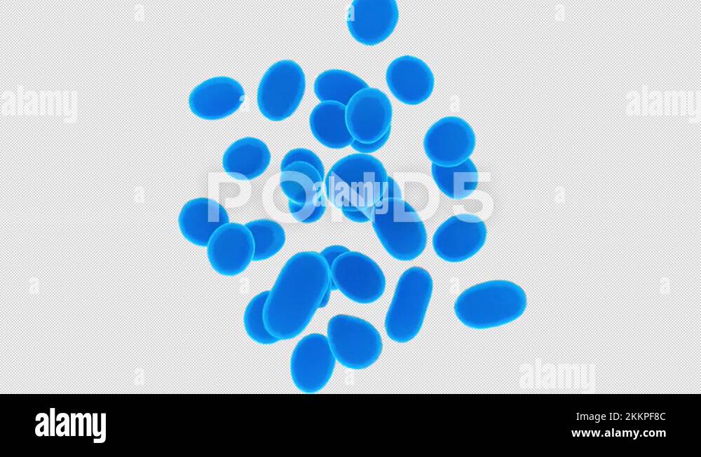 Cellular Division Under Microscope. Mitosis, The Process Of Cell ...